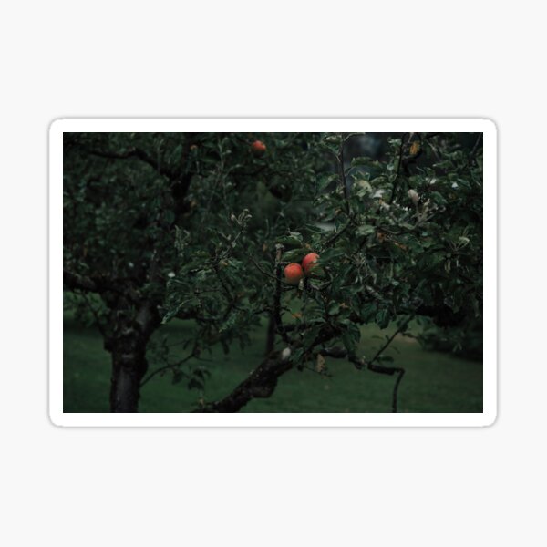 "APPLE TREE" Sticker for Sale by BE-FOCUS | Redbubble
