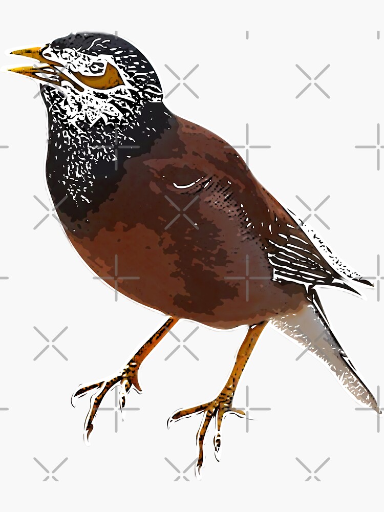 " A Common Myna White Alternate Design Painting Print" Sticker for Sale ...