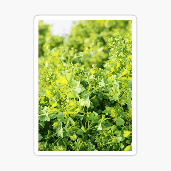 "Parsley - PLANT3D 00085 " Sticker for Sale by jcvangennip | Redbubble