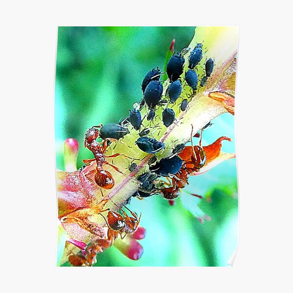 "Ants and aphids symbiotic relationship" Poster for Sale by angel1 ...