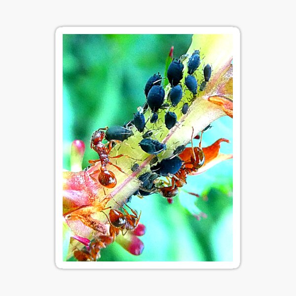 "Ants and aphids symbiotic relationship" Sticker for Sale by angel1 ...