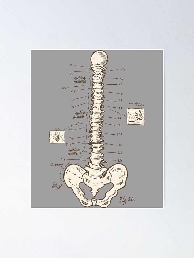 "Spine Diagram Chiropractor Art" Poster for Sale by MrEddie10 | Redbubble