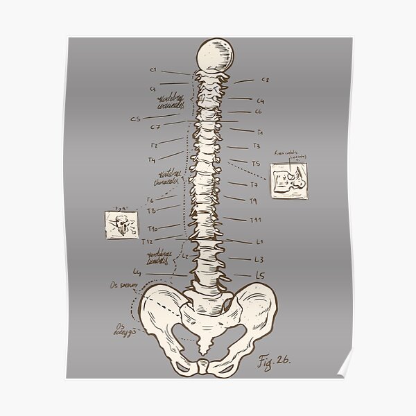 "Spine Diagram Chiropractor Art" Poster for Sale by MrEddie10 | Redbubble