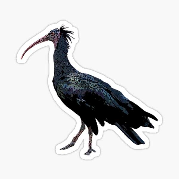 " A Northern Bald Ibis Color Design Painting Print" Sticker for Sale by ...