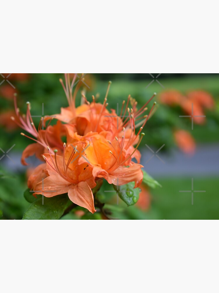 "Azaela" Sticker for Sale by okomedesign | Redbubble