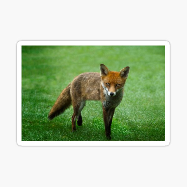 "Wild Red Fox" Sticker by rawshutterbug | Redbubble