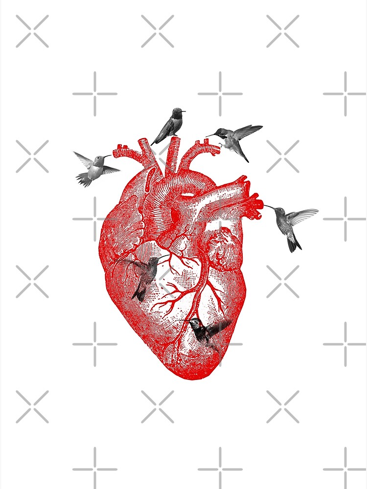 Póster «Corazón anatómico y colibríes» de StilleSkygger | Redbubble