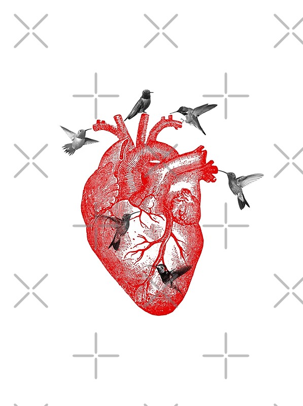 "Anatomical Heart and Hummingbirds" by StilleSkygger | Redbubble