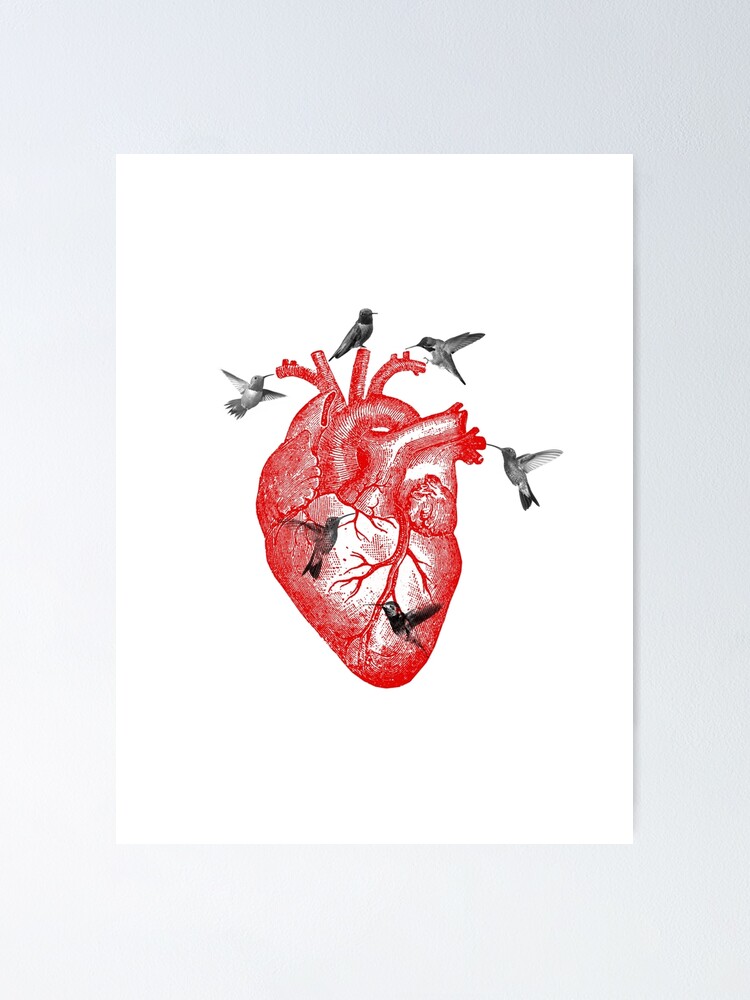 Póster «Corazón anatómico y colibríes» de StilleSkygger | Redbubble