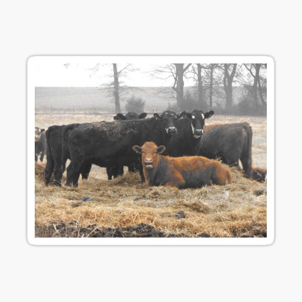 "Happy Cows" Sticker for Sale by TheTealLeopard | Redbubble
