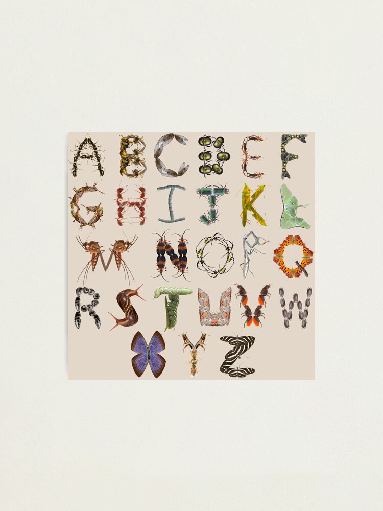 "Insect & Bug Alphabet - Phonetic Alphabet - Nature Letters ...