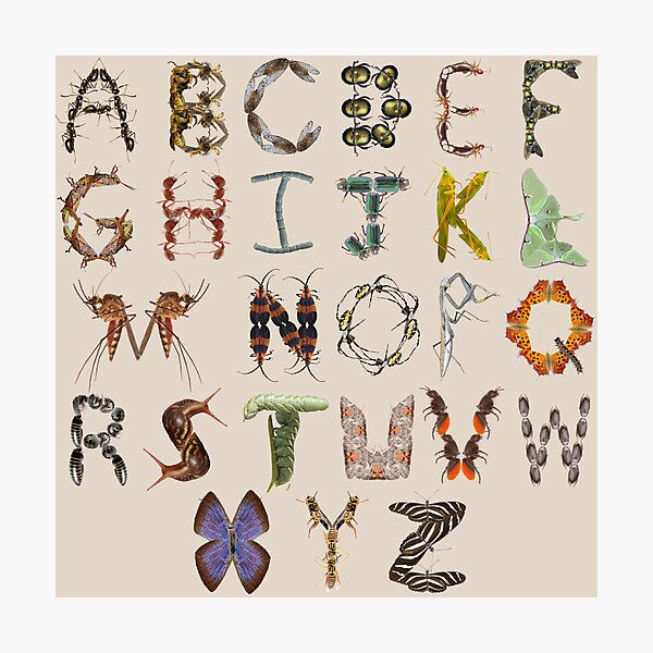"Insect & Bug Alphabet - Phonetic Alphabet - Nature Letters ...