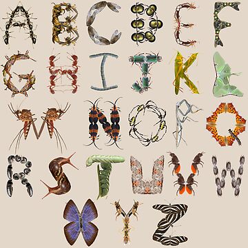 "Insect & Bug Alphabet - Phonetic Alphabet - Nature Letters " Poster ...