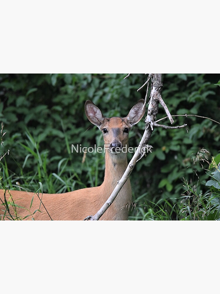 "Alert Doe In The Woods" Sticker for Sale by NicoleFrederick | Redbubble