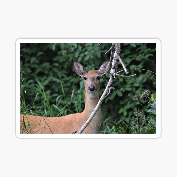 "Alert Doe In The Woods" Sticker for Sale by NicoleFrederick | Redbubble