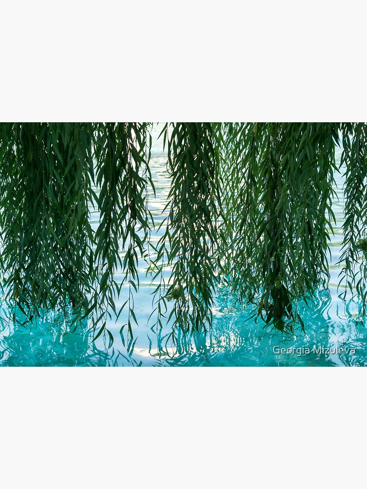 "Living Curtains - Weeping Willow Branches Creating Green Drapes ...