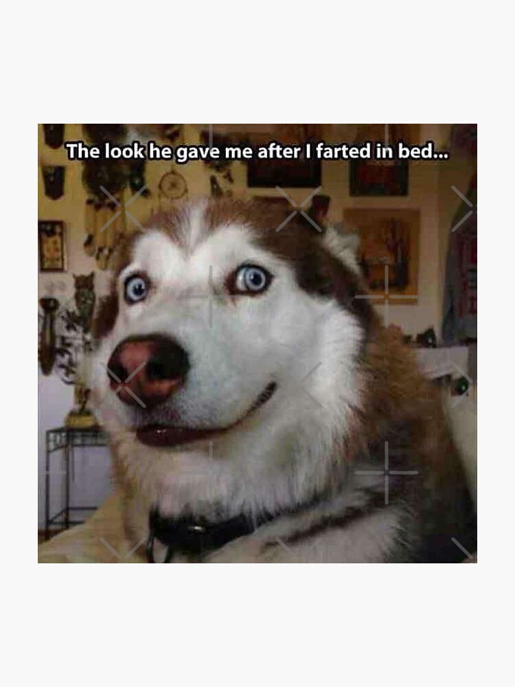 "funny husky meme face 5" Sticker for Sale by rahul-dhanraj | Redbubble