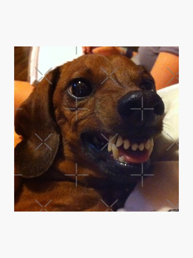 "dachshund angry meme face" Sticker for Sale by sonia-rai- | Redbubble