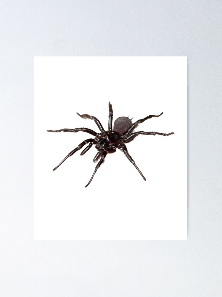 "Sydney Funnel Web Spider" Poster for Sale by JS-space | Redbubble
