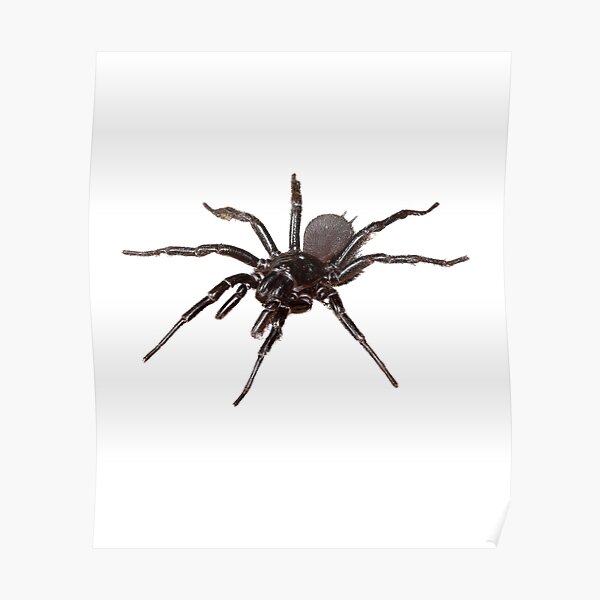 "Sydney Funnel Web Spider" Poster for Sale by JS-space | Redbubble