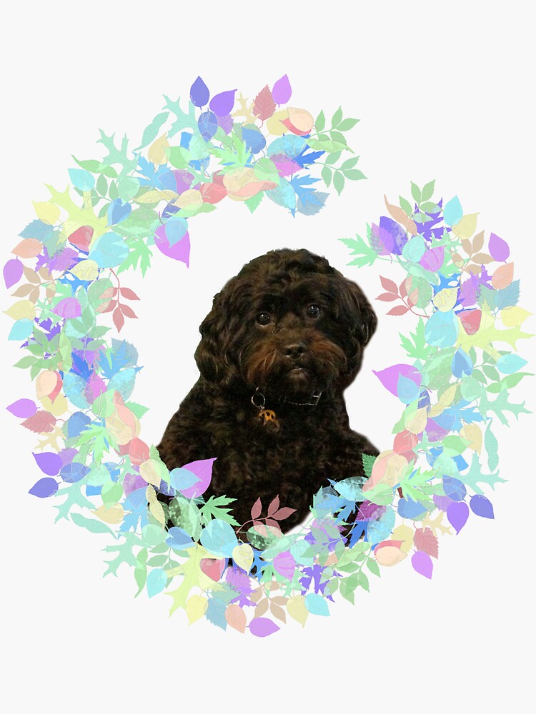 "Cute and Curly Shih Poo" Sticker for Sale by mokacat | Redbubble