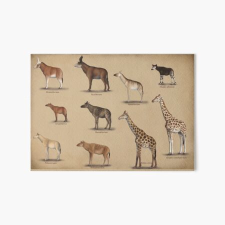 "Giraffidae- giraffe, okapi, and their extinct relatives." Art Board ...