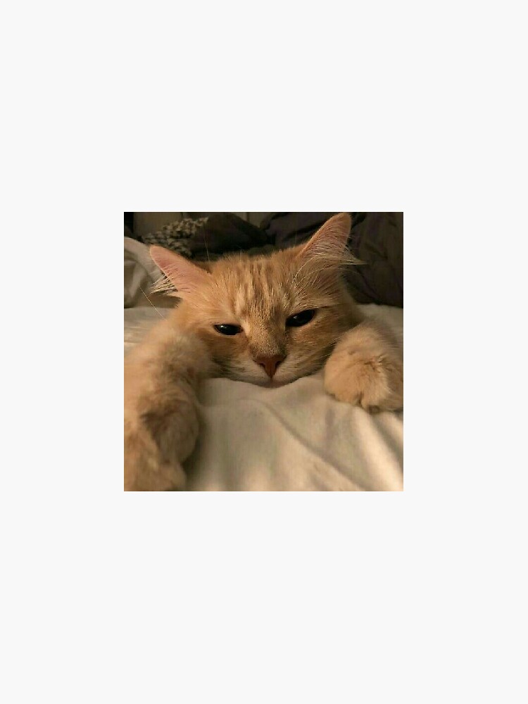 Cute Kitten Funny Cat Memes Aesthetic Sticker For Sale By Anything4