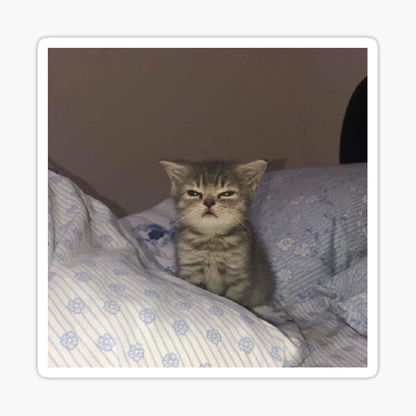 "Funny Cute Cat - Funny cat memes aesthetic" Sticker for Sale by ...