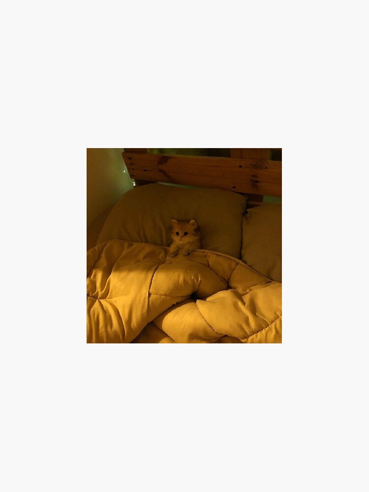 Funny Cute Cat Funny Cat Memes Aesthetic Sticker For Sale By