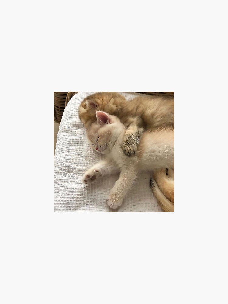 Cute Kittens Funny Cat Memes Aesthetic Sticker For Sale By