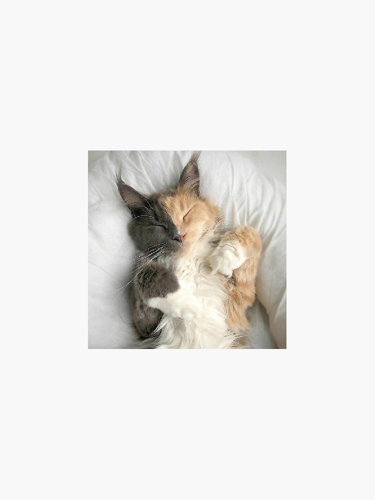 Cute Cat Funny Cat Memes Aesthetic Sticker For Sale By Anything4