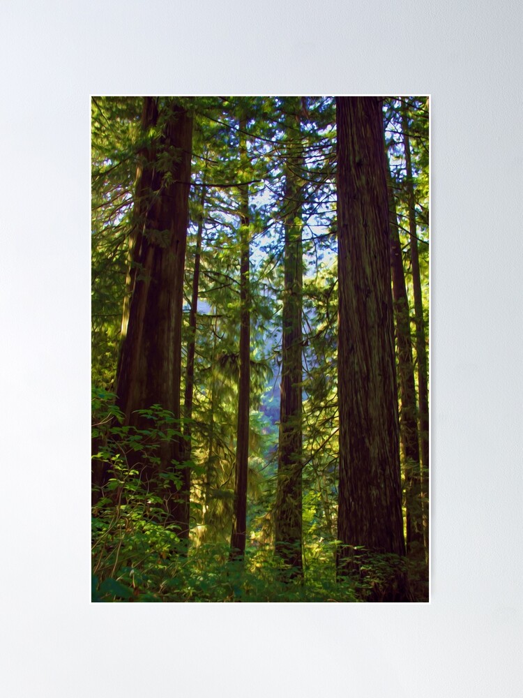 "Light in the Forest" Poster for Sale by bonnie-follett | Redbubble