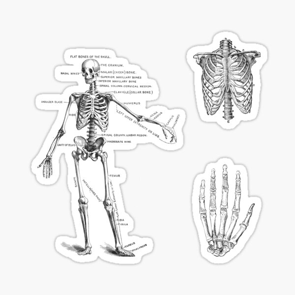"Anatomy of Human Skeleton Rib Cage and Hand Pack of 3" Sticker for ...