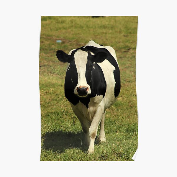 "Holstein Cow Walking" Poster for Sale by rhamm | Redbubble