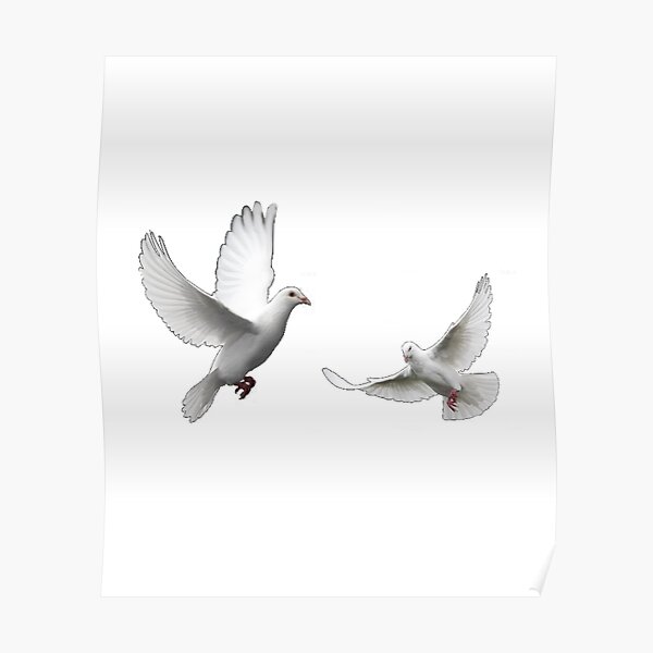 "dove bird " Poster for Sale by YAZEEDBASH | Redbubble