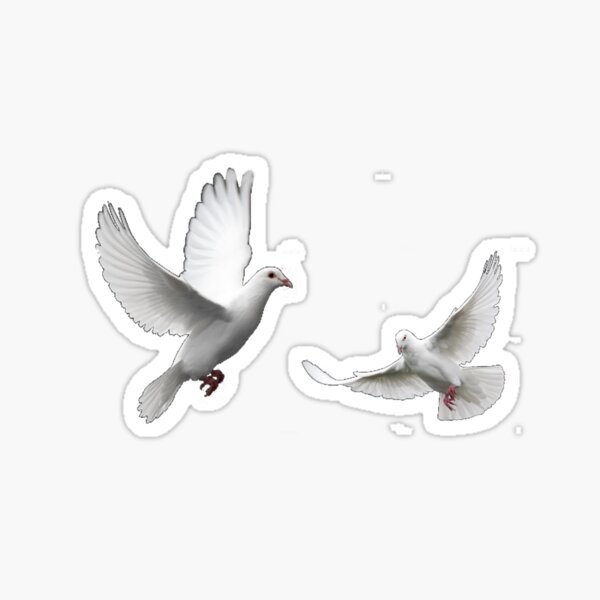 "dove bird " Sticker for Sale by YAZEEDBASH | Redbubble
