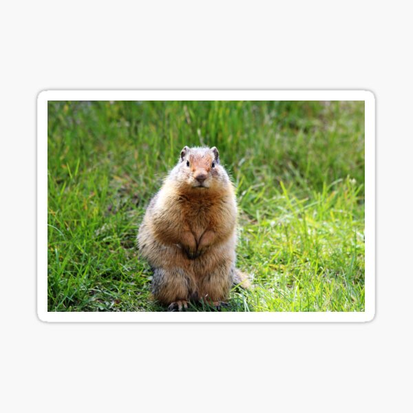 "Please, Sir..." Sticker by alycetaylor | Redbubble