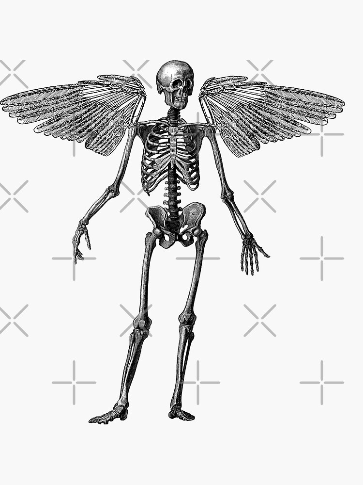 "winged skeleton (white)" Sticker for Sale by MadameMemento | Redbubble