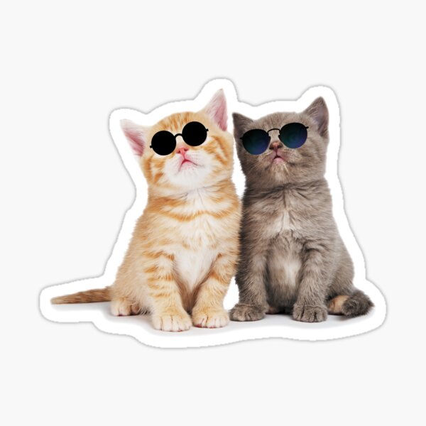 "CATS IN GLASSES" Sticker for Sale by ARJDALshop | Redbubble