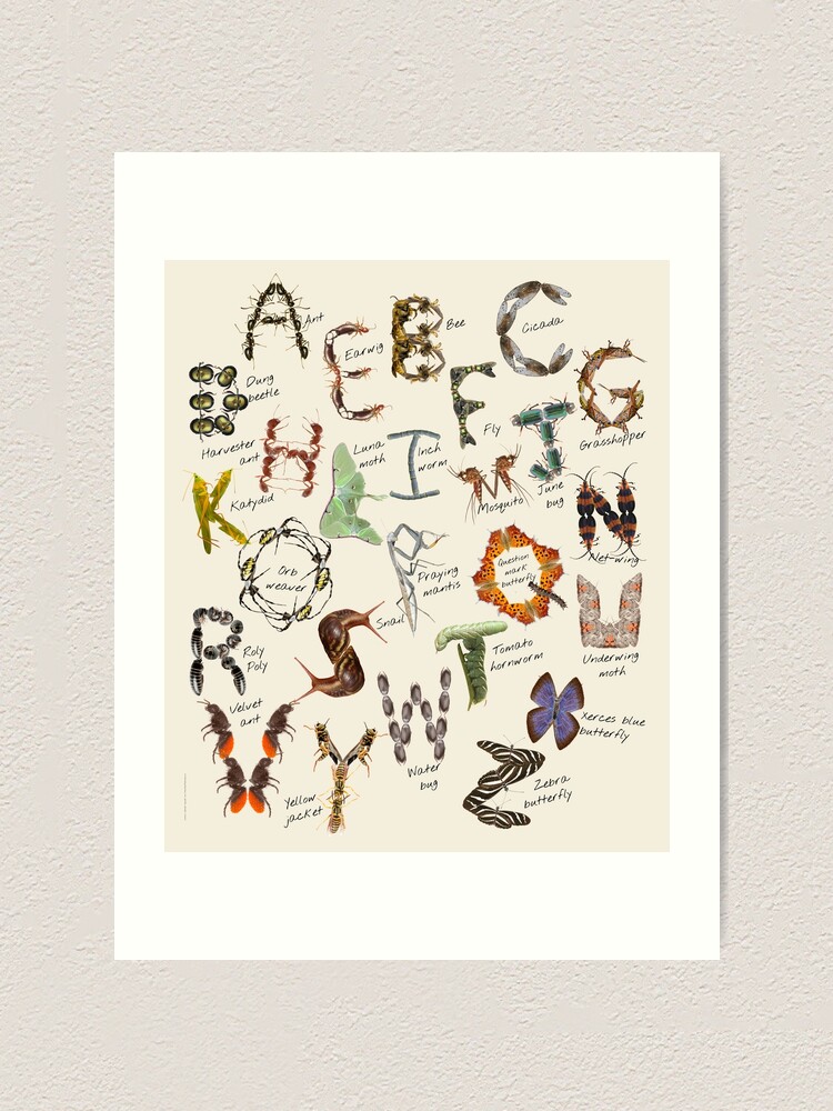 Lámina artística «Alfabeto de insectos | Alfabeto de insectos | ABC de ...