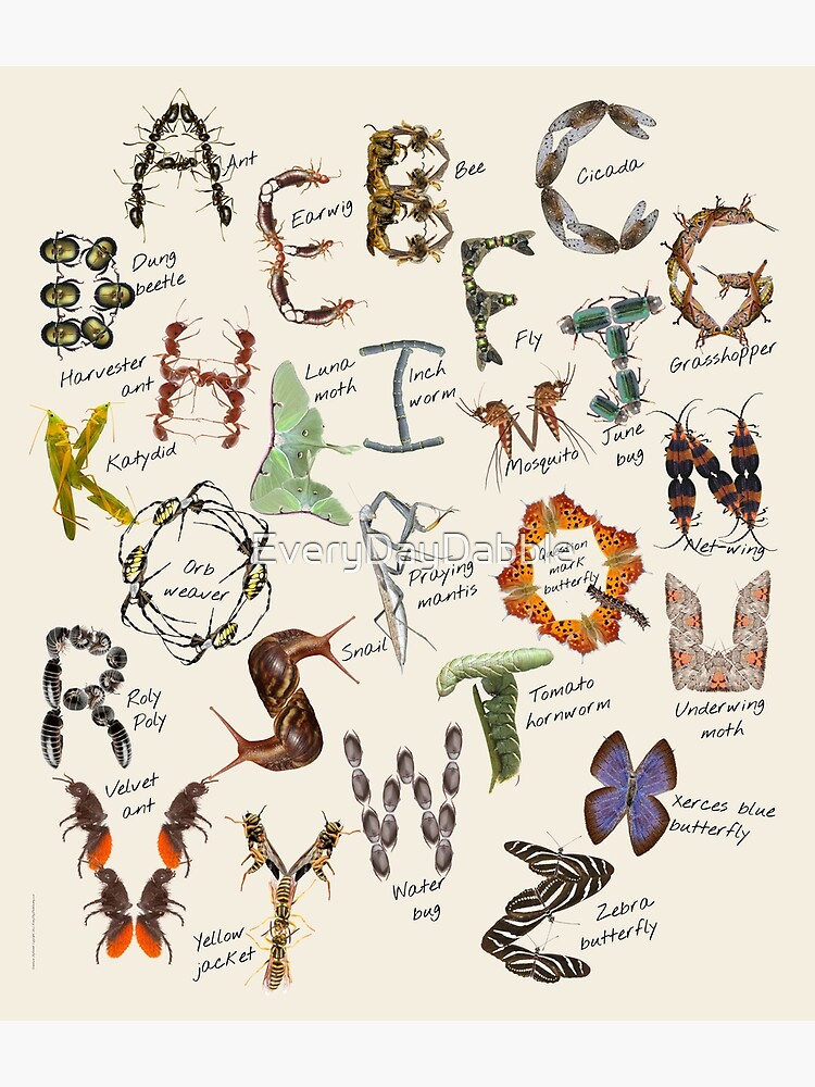 "Insect Alphabet | Bug Alphabet | Phonetic Bug Lover ABCs" Poster for ...
