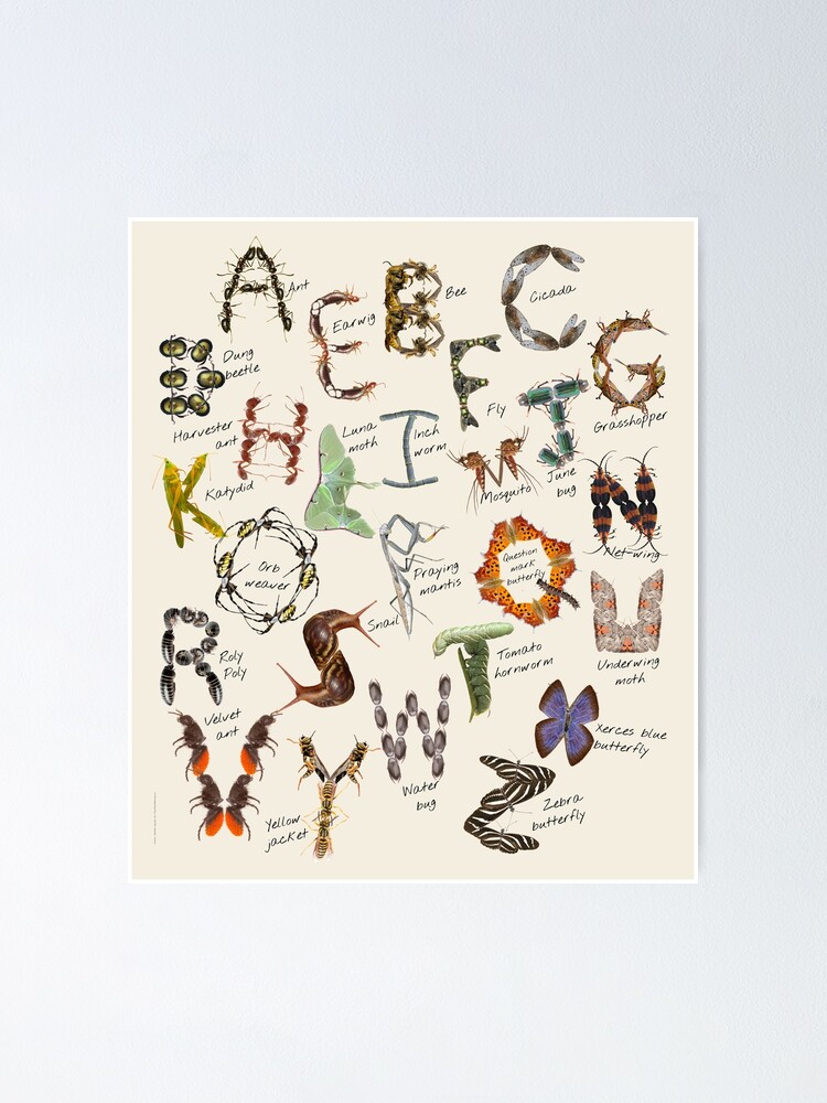 "Insect Alphabet | Bug Alphabet | Phonetic Bug Lover ABCs" Poster for ...