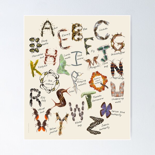 "Insect Alphabet | Bug Alphabet | Phonetic Bug Lover ABCs" Poster for ...