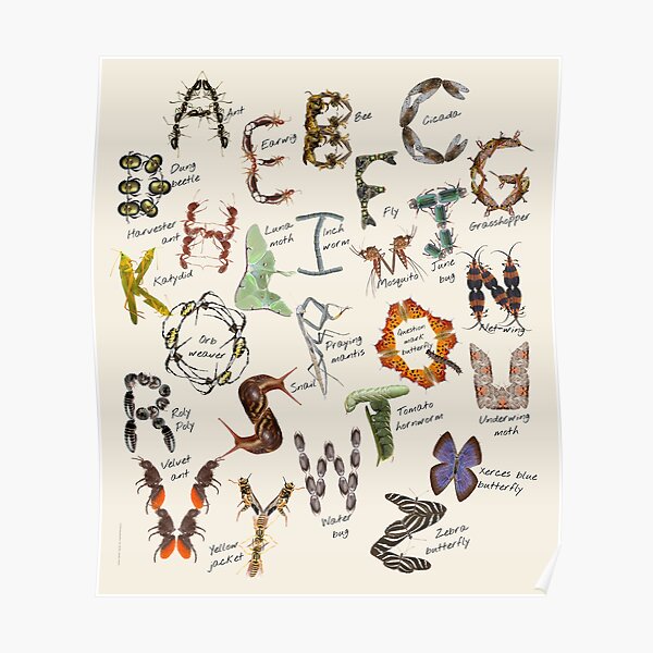 "Insect Alphabet | Bug Alphabet | Phonetic Bug Lover ABCs" Poster for ...