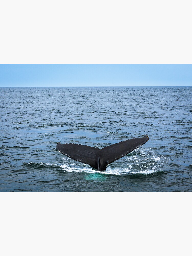 "Dross' Fluke" Sticker for Sale by jakewaller | Redbubble