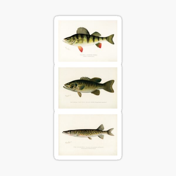 "Yellow Perch, Small-mouthed Bass, and Pickerel fish design" Sticker ...