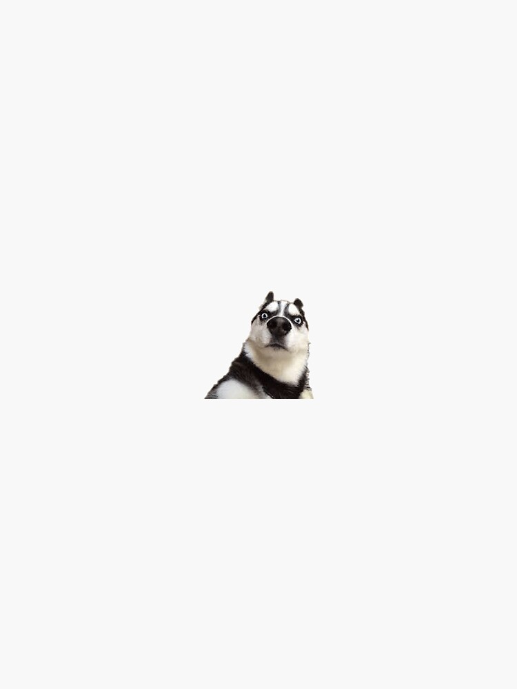"shocked dog" Sticker for Sale by MehdiMajd | Redbubble