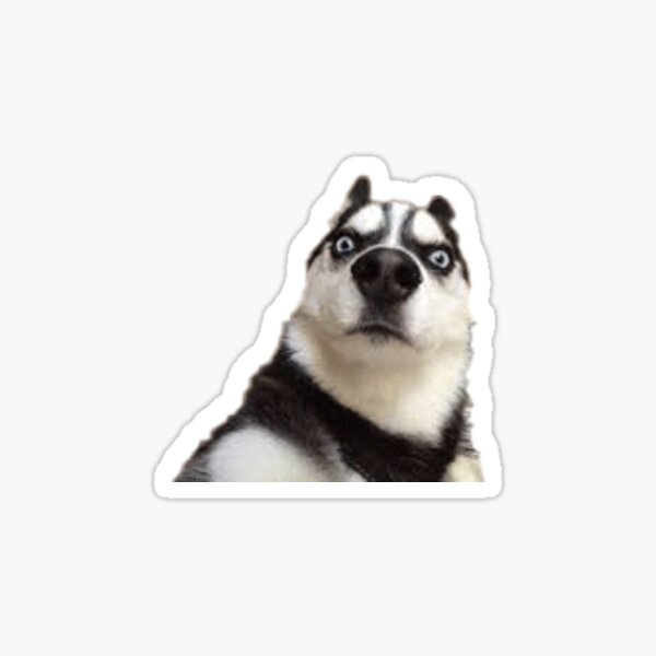 "shocked dog" Sticker for Sale by MehdiMajd | Redbubble