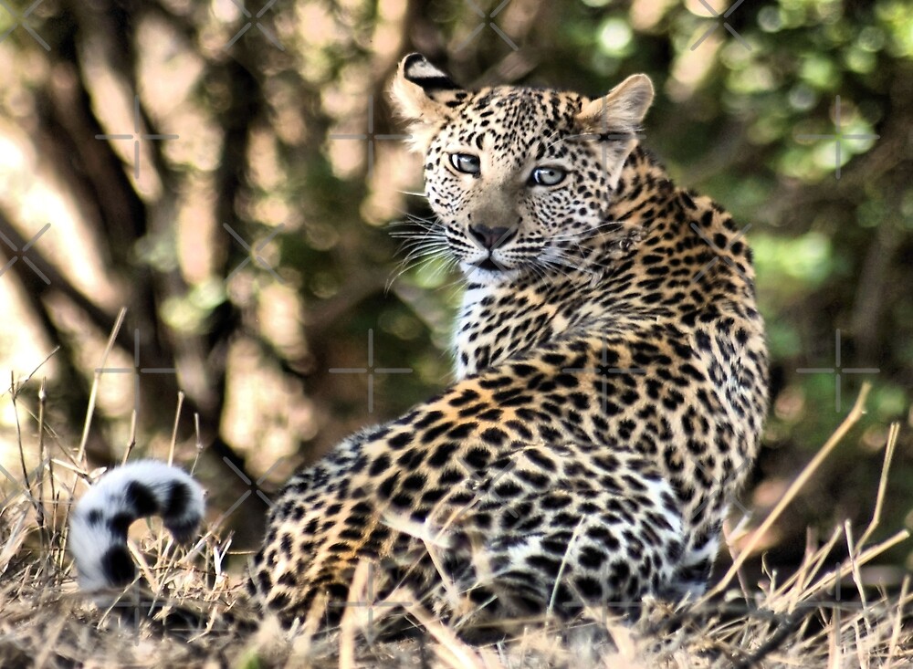 "THE LEOPARD - Panthera pardus - Luiperd" by Magriet Meintjes | Redbubble