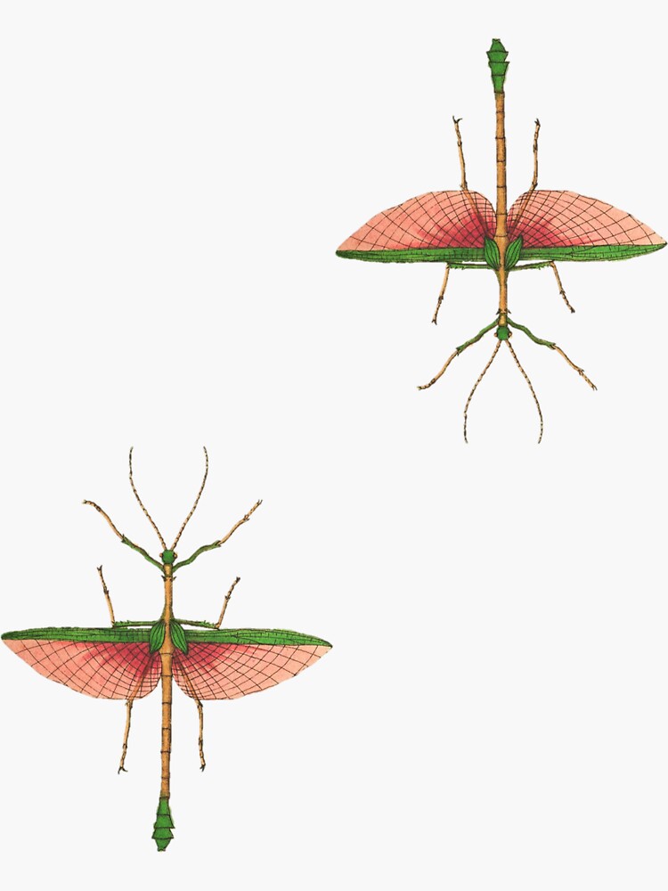 "Stick insect" Sticker for Sale by pimentopepper | Redbubble